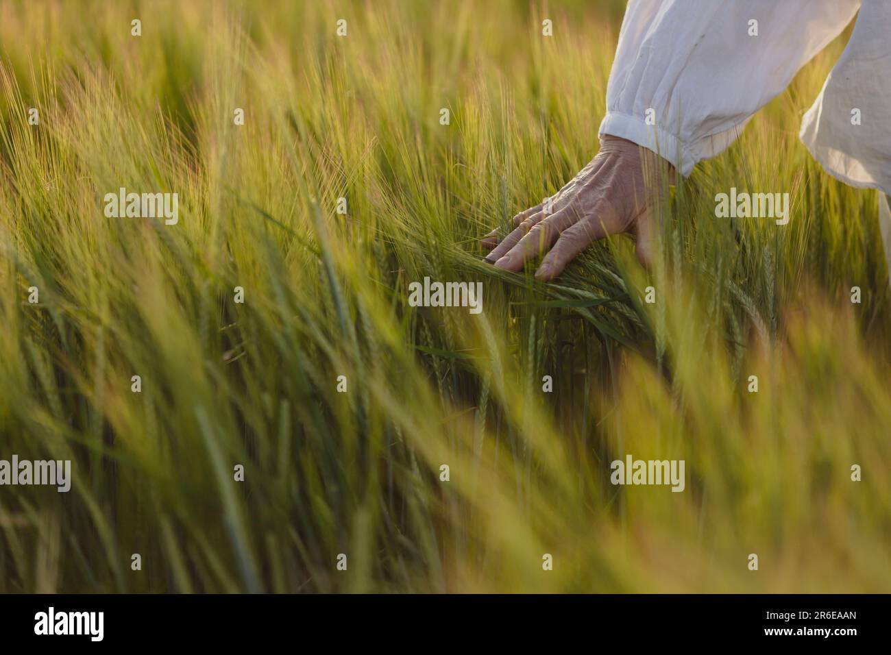 Old farmer walk hi-res stock photography and images - Alamy