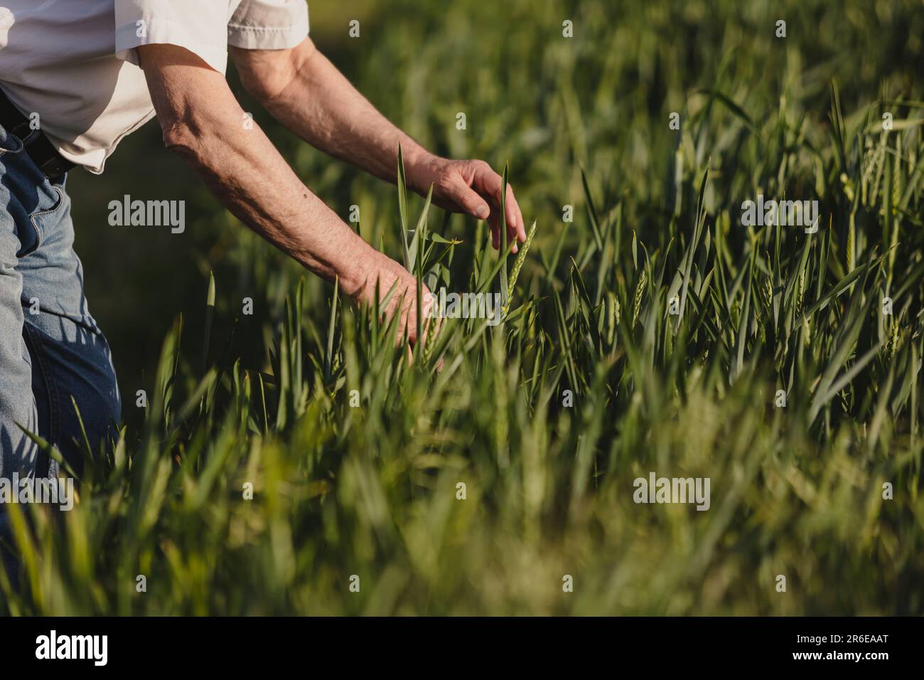 old man's hands touch the wheat in the field Stock Photo - Alamy