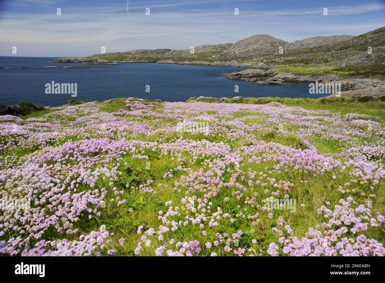 Grass Carnations, Ring of Beara, County Cork, Sea thrift (Armeria ...