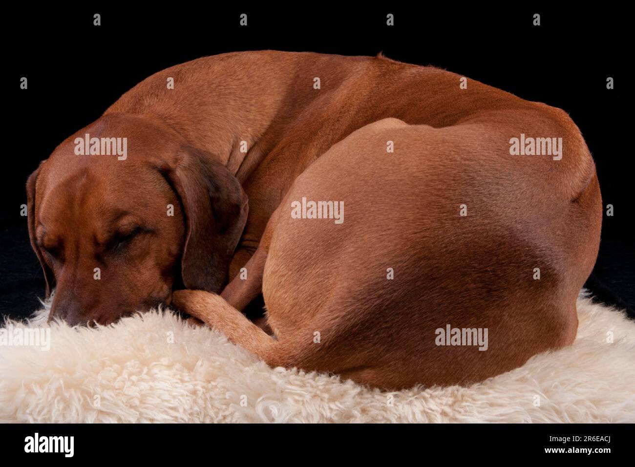 Rhodesian Ridgeback also known as African lion dog Stock Photo - Alamy