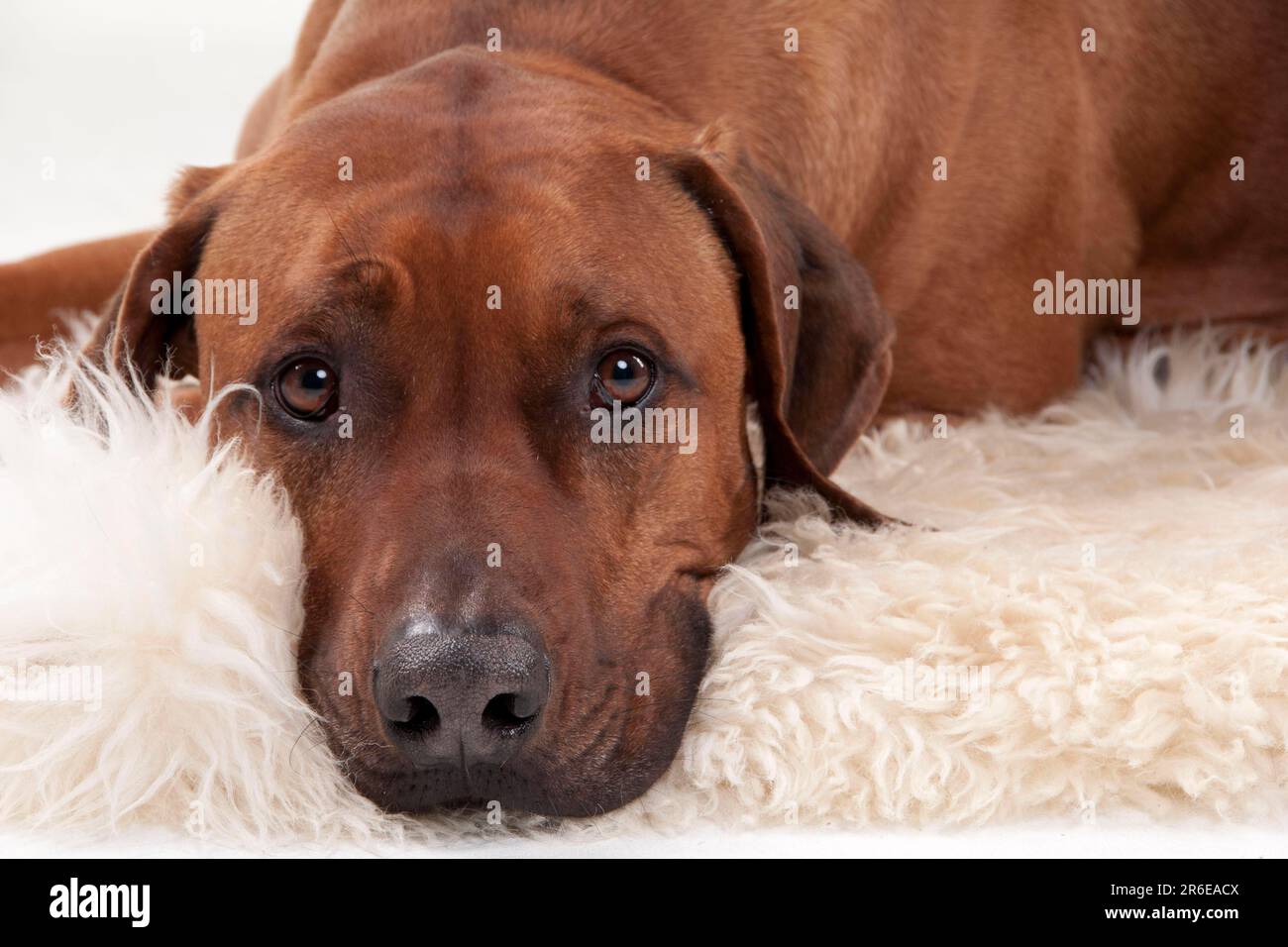 Rhodesian Ridgeback also known as African lion dog Stock Photo - Alamy