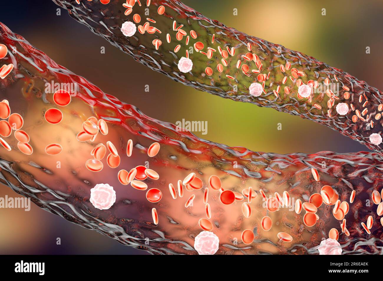 Blood vessel with blood cells, side view, computer illustration. Red ...