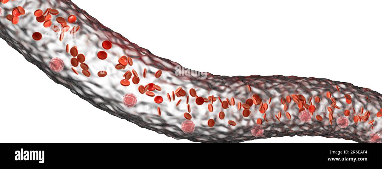 Blood vessel with blood cells, side view, computer illustration. Red ...