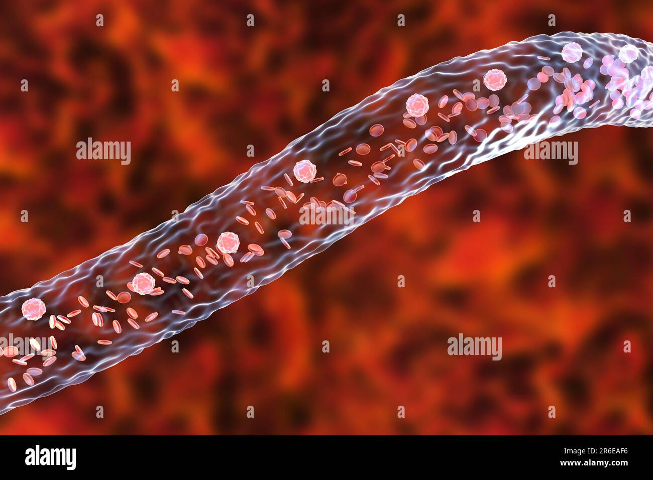 Blood vessel with blood cells, side view, computer illustration. Red ...
