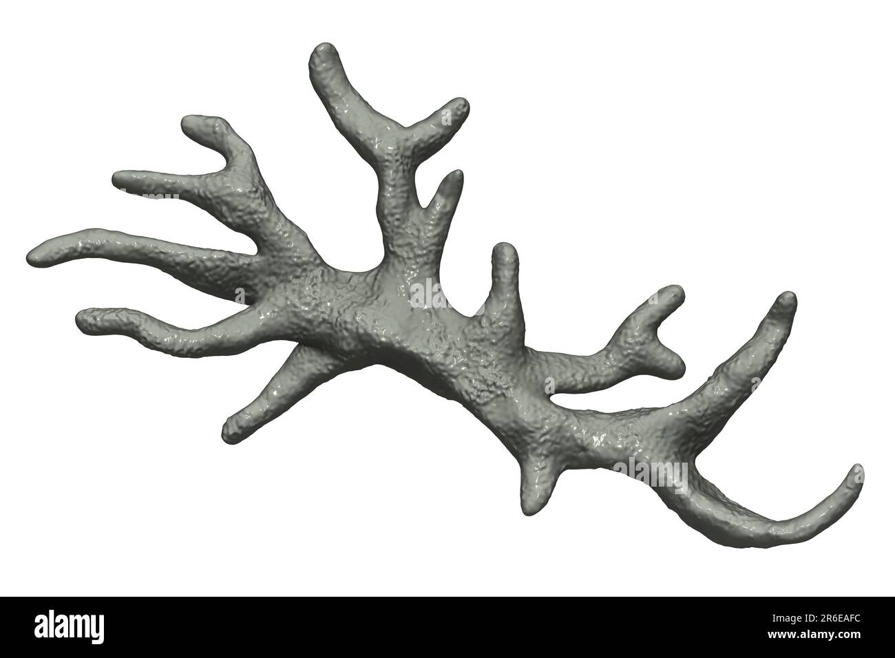 Balamuthia mandrillaris amoeba, computer illustration. This is the ...