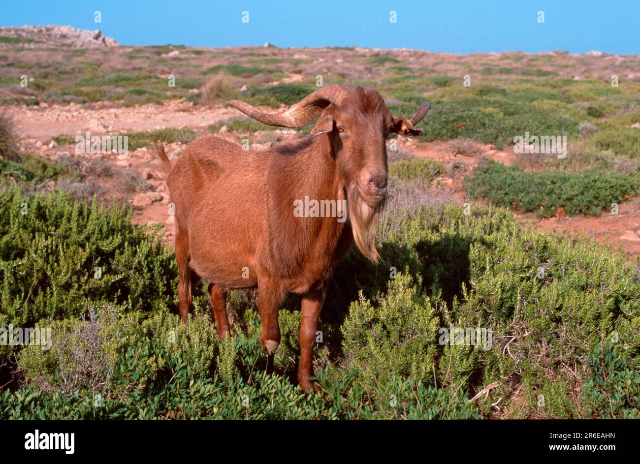 Spanish wild goat hi-res stock photography and images - Alamy