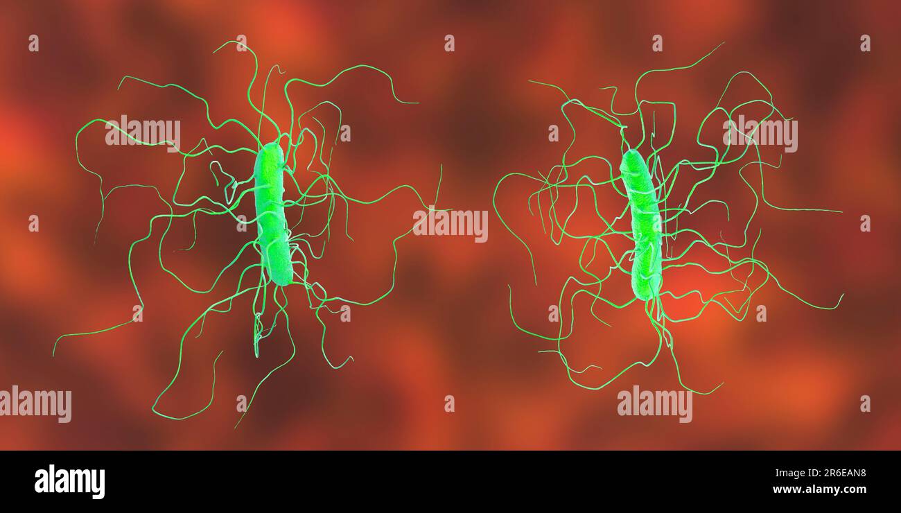 Clostridium difficile bacterium with peritricous flagella, computer ...