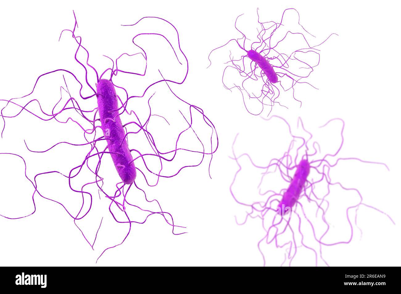 Clostridium difficile bacterium with peritricous flagella, computer ...