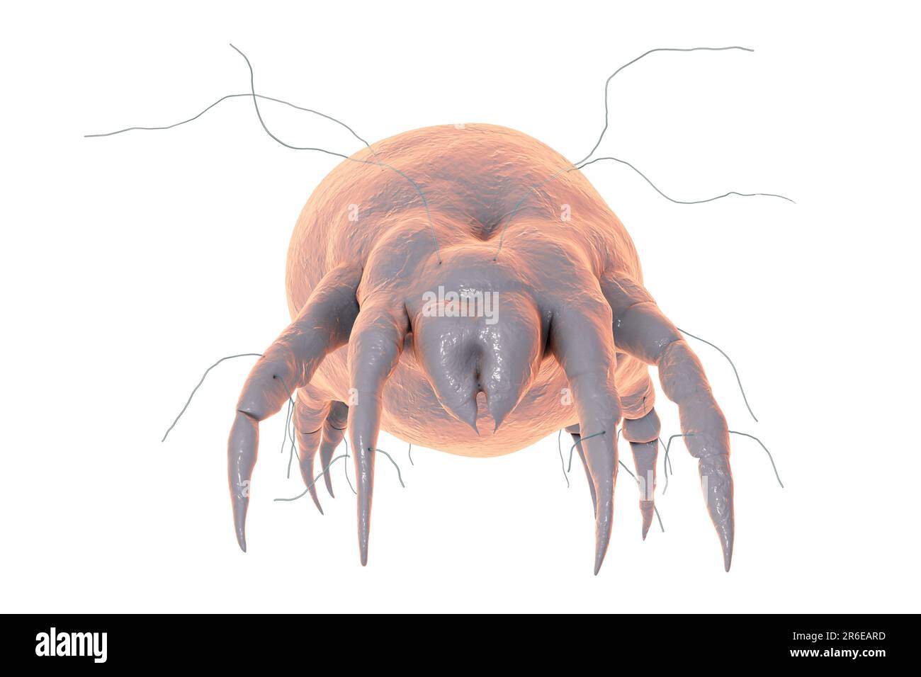 Dust mite (Dermatophagoides pteronyssinus), computer illustration. This ...