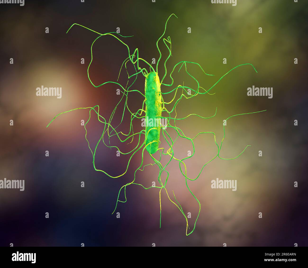 Clostridium difficile bacterium with peritricous flagella, computer ...