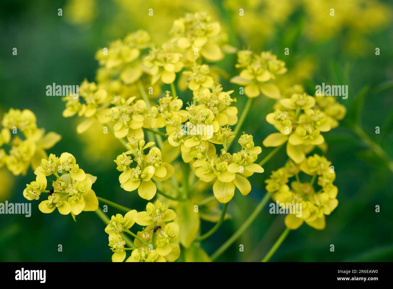 Euphorbia virgata, commonly known as leafy spurge, wolf's milk leafy ...