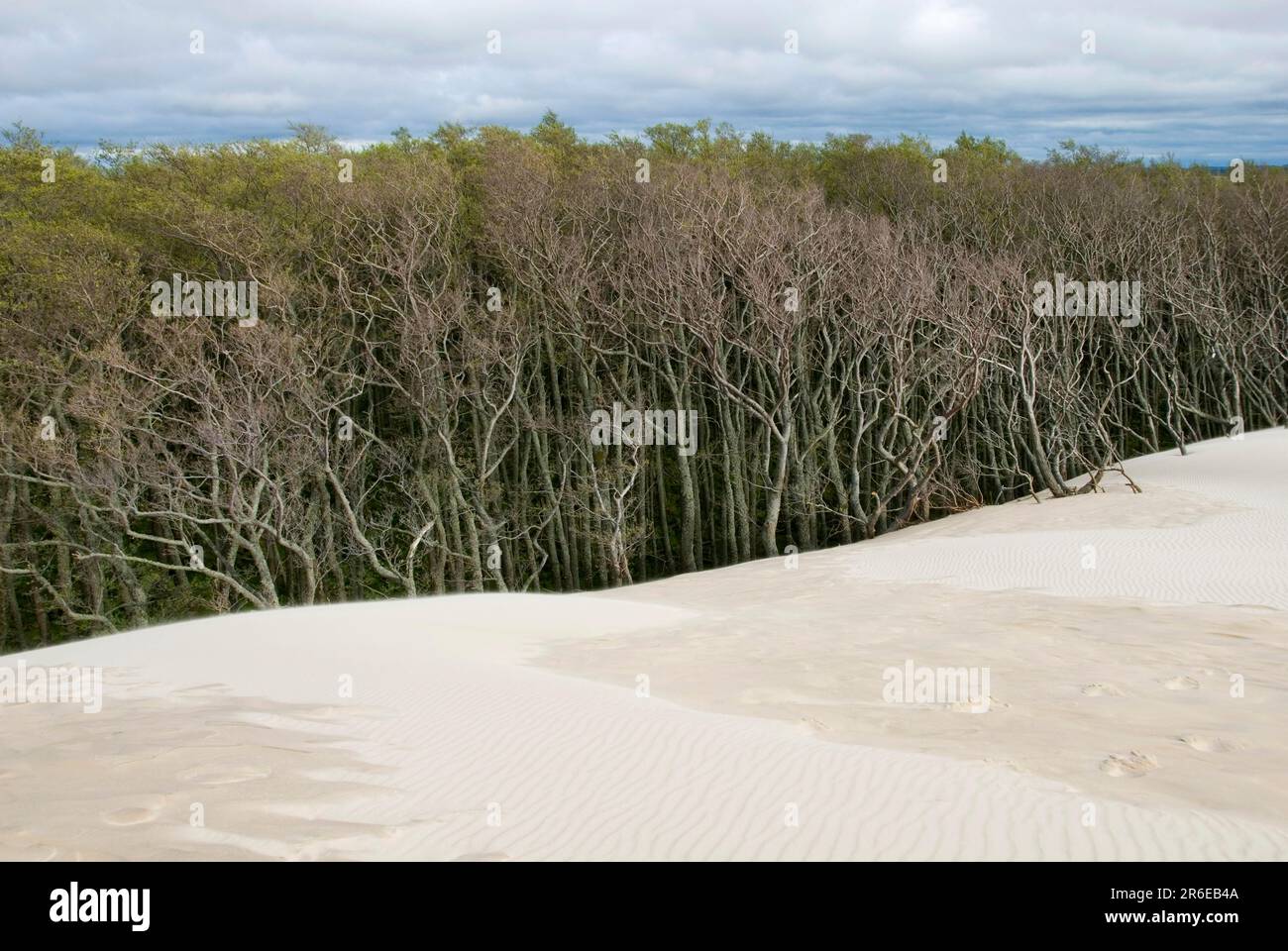 Travelling Dune, Slowinski, Slowinski National Park, Leba, Pomerania ...