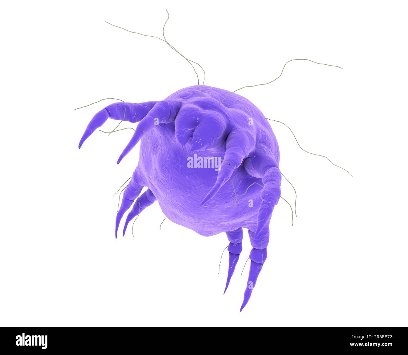 Dust mite (Dermatophagoides pteronyssinus), computer illustration. This ...