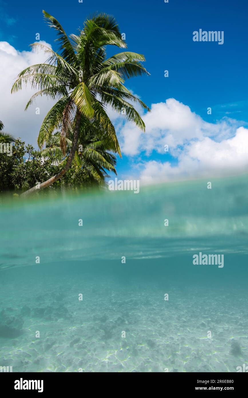 Palm tree over the sea on a Moorea beach Stock Photo - Alamy