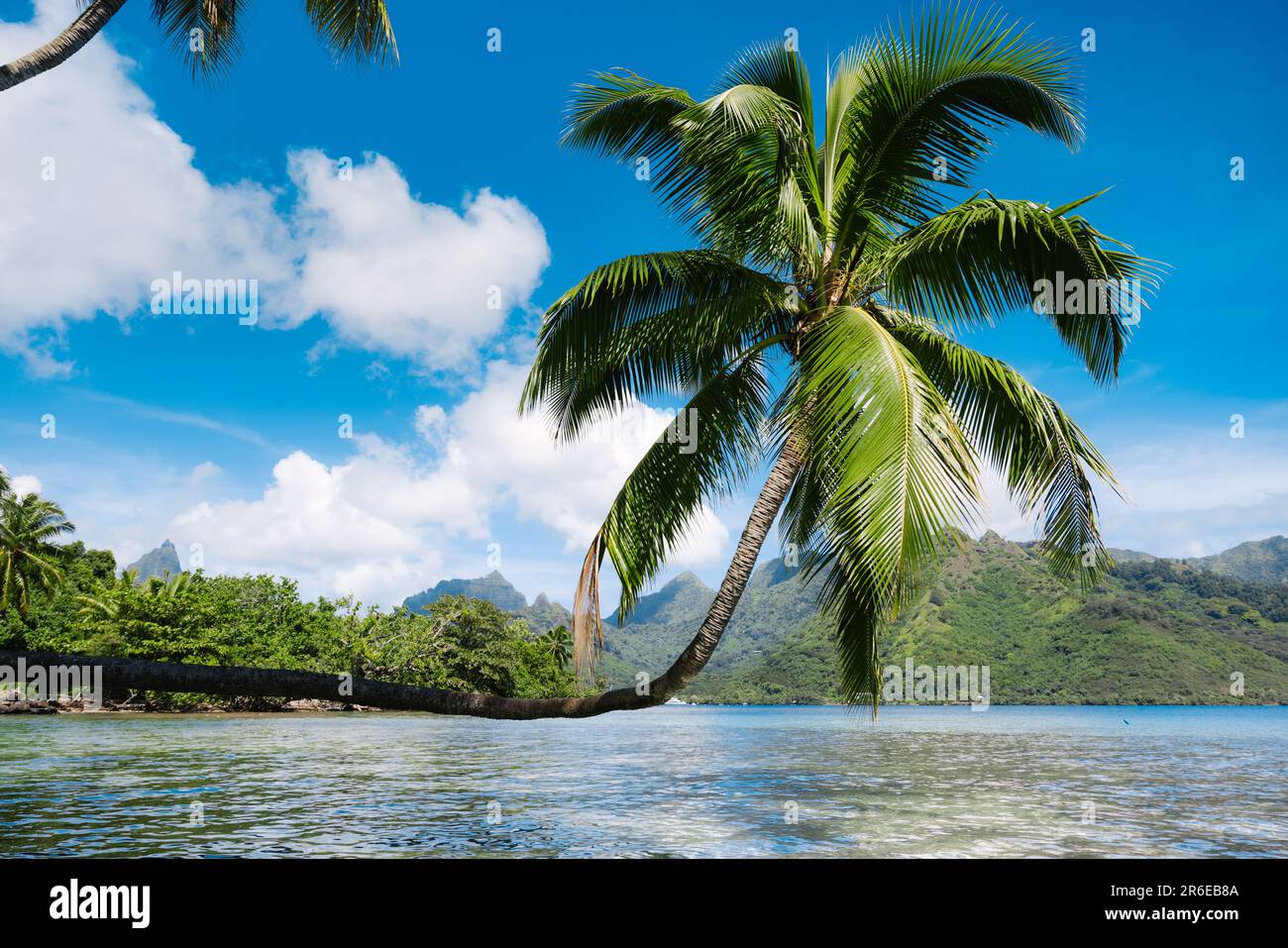 Palm tree over the sea on a Moorea beach Stock Photo - Alamy