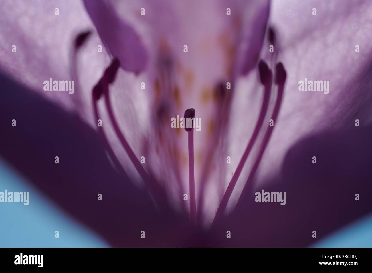 Filaments petals hi-res stock photography and images - Alamy