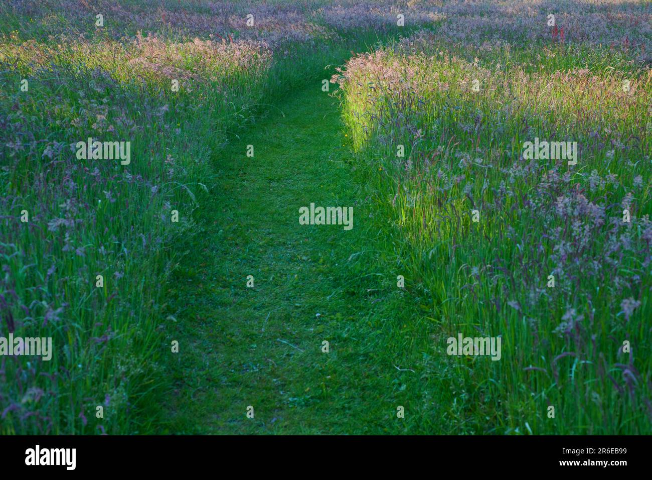 Close up flowers reeds hi-res stock photography and images - Alamy