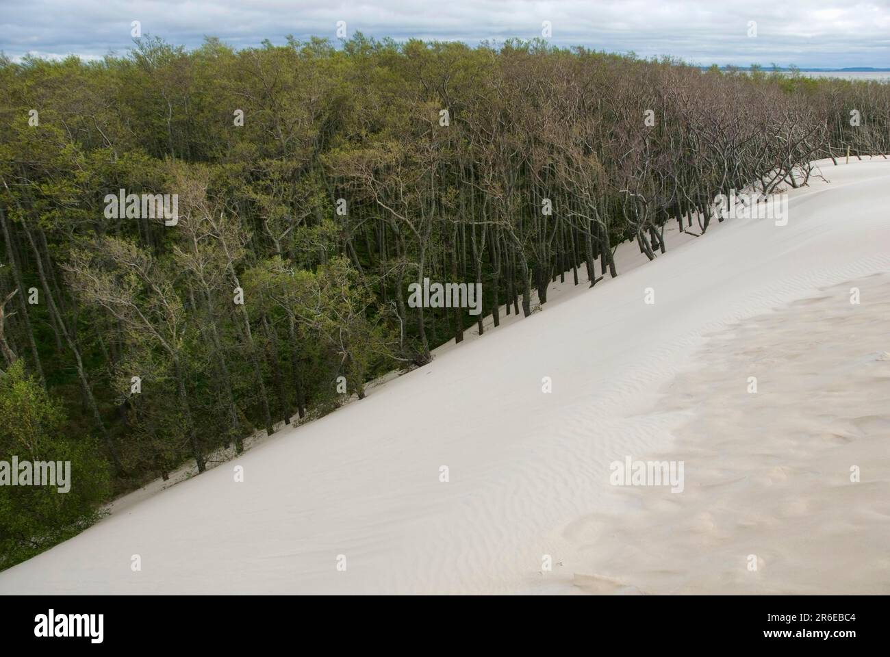 Travelling Dune, Slowinski, Slowinski National Park, Leba, Pomerania ...