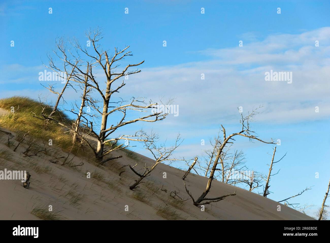 Withered trees in shifting sand dune, Slowinski, Slowinski National ...