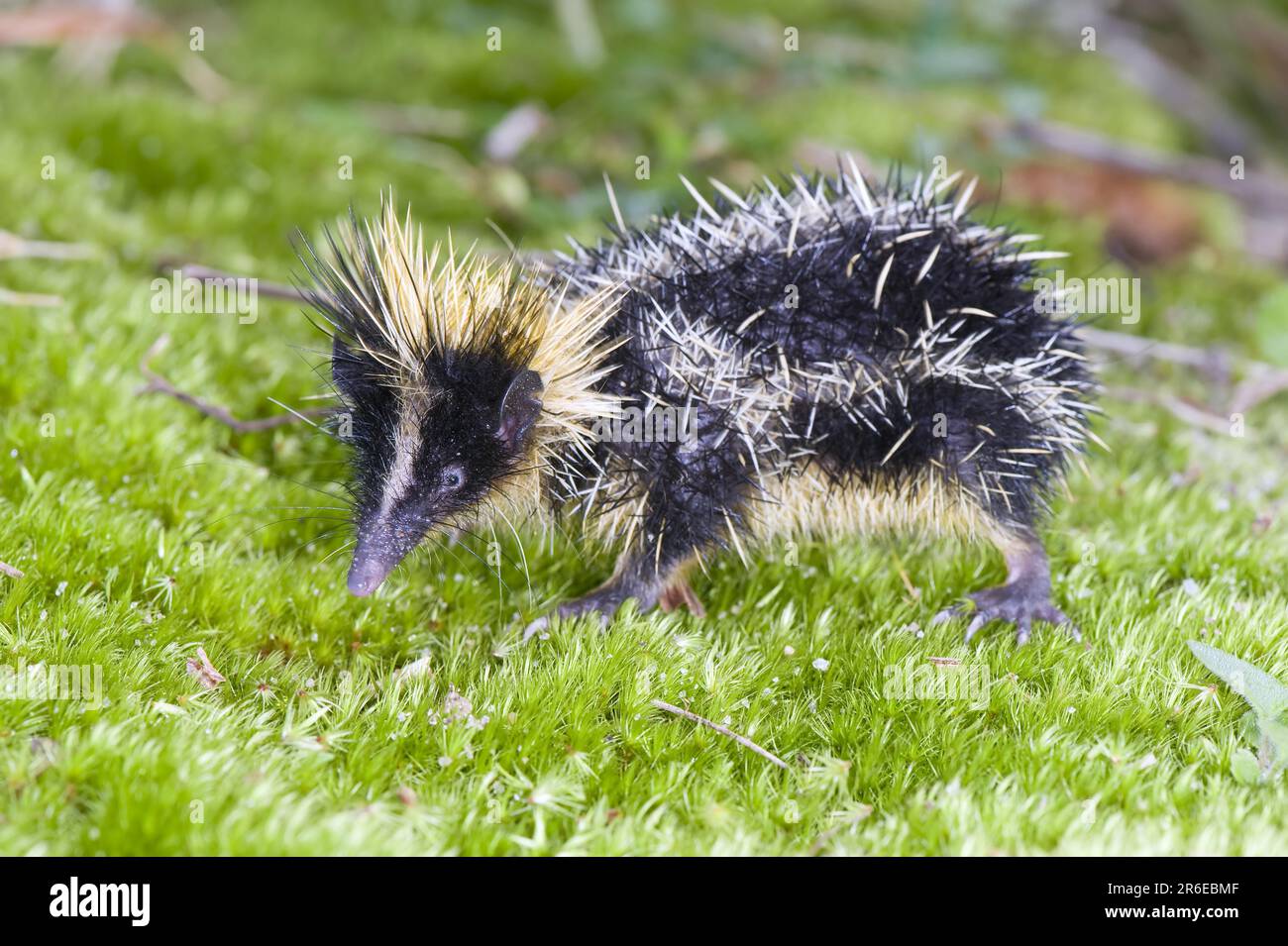 Lowland streaked tenrec (Hemicentetes semispinosus), Madagascar Stock ...