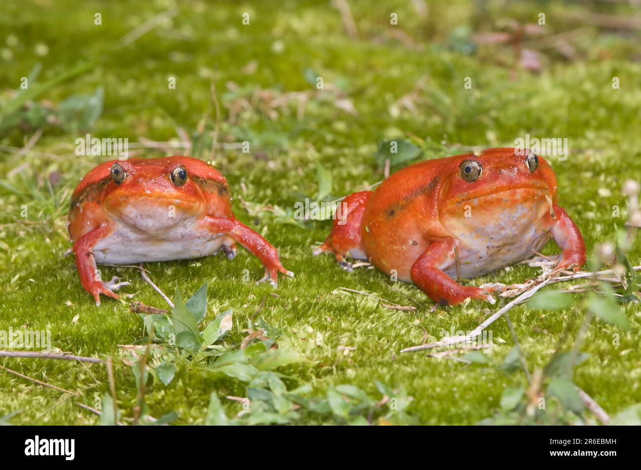 Tomato frogs (Dyscophus antongilii), Madagascar Stock Photo - Alamy