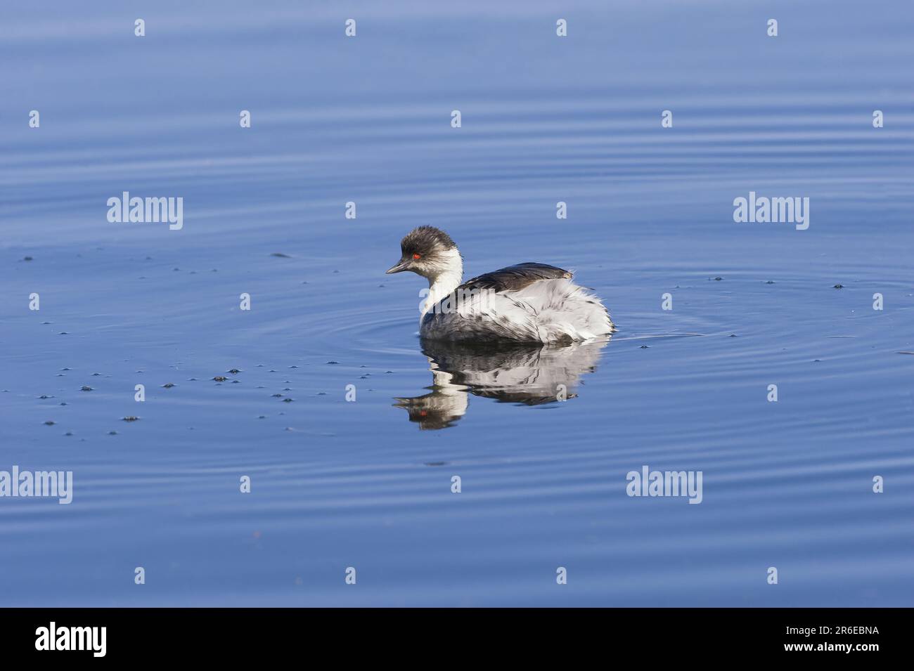 Silvery grebe (Podiceps occipitalis), Lauca National Park, Chile Stock ...