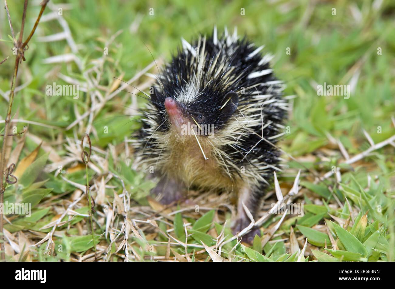 Lowland streaked tenrec (Hemicentetes semispinosus), Madagascar Stock ...