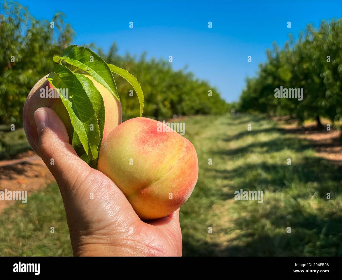 Boy with peach hi-res stock photography and images - Alamy