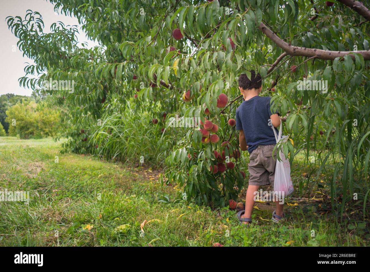 Picking peaches hi-res stock photography and images - Alamy