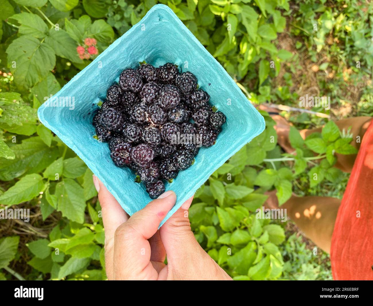 Hand holding container of blackberries in field Stock Photo - Alamy