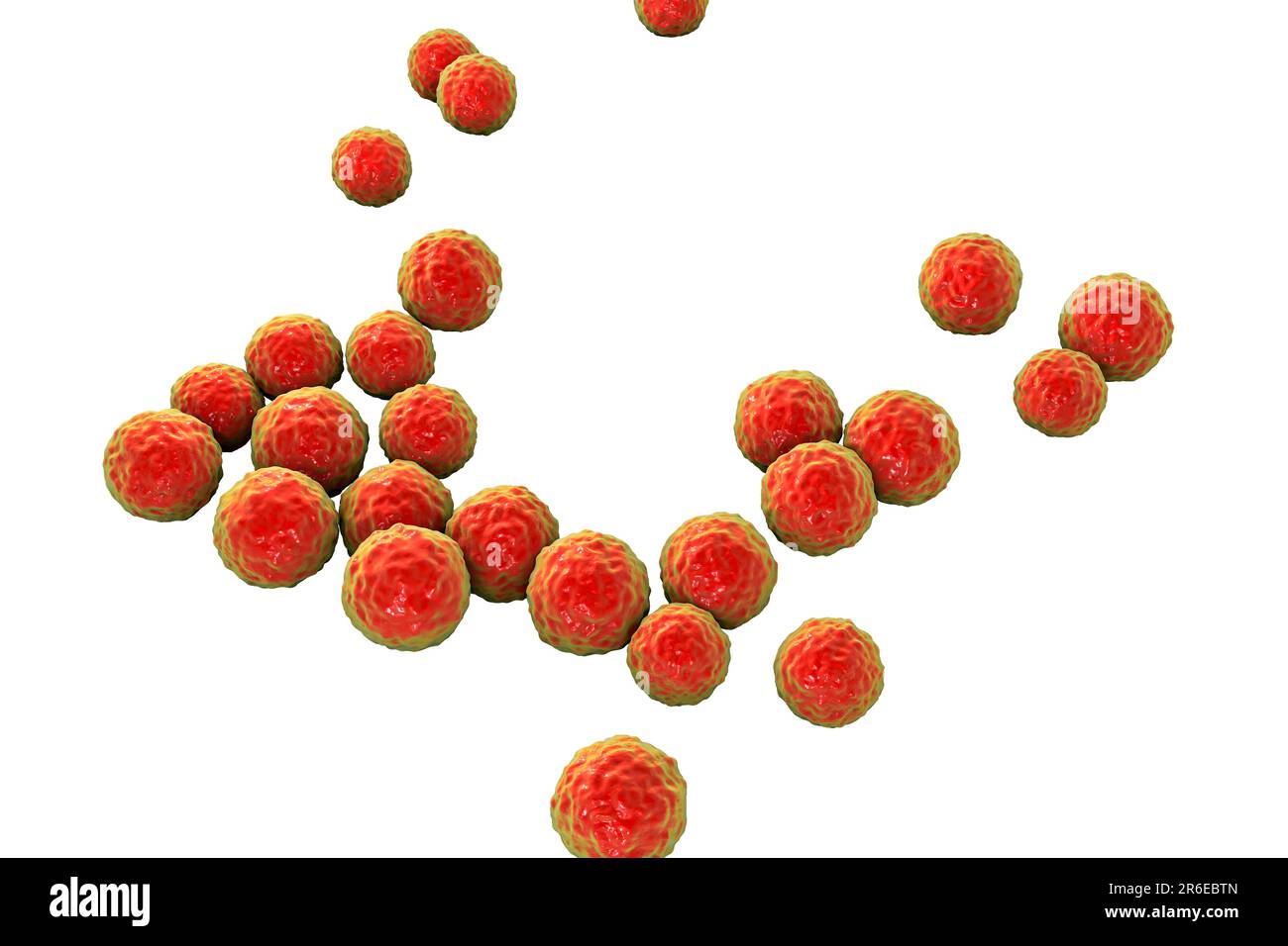 Enterococcus Faecalis Computer Illustration Of Enterococcus Faecalis