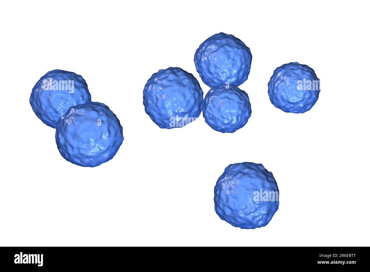 Enterococcus faecalis. Computer illustration of Enterococcus faecalis ...