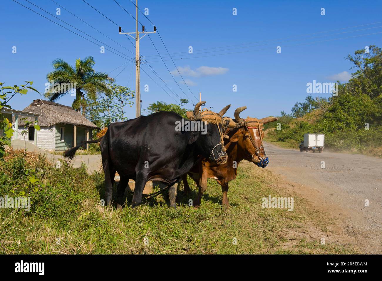 Domestic cattle, oxen, Vinales, Pinar del Rio Province, Cuba, working ...