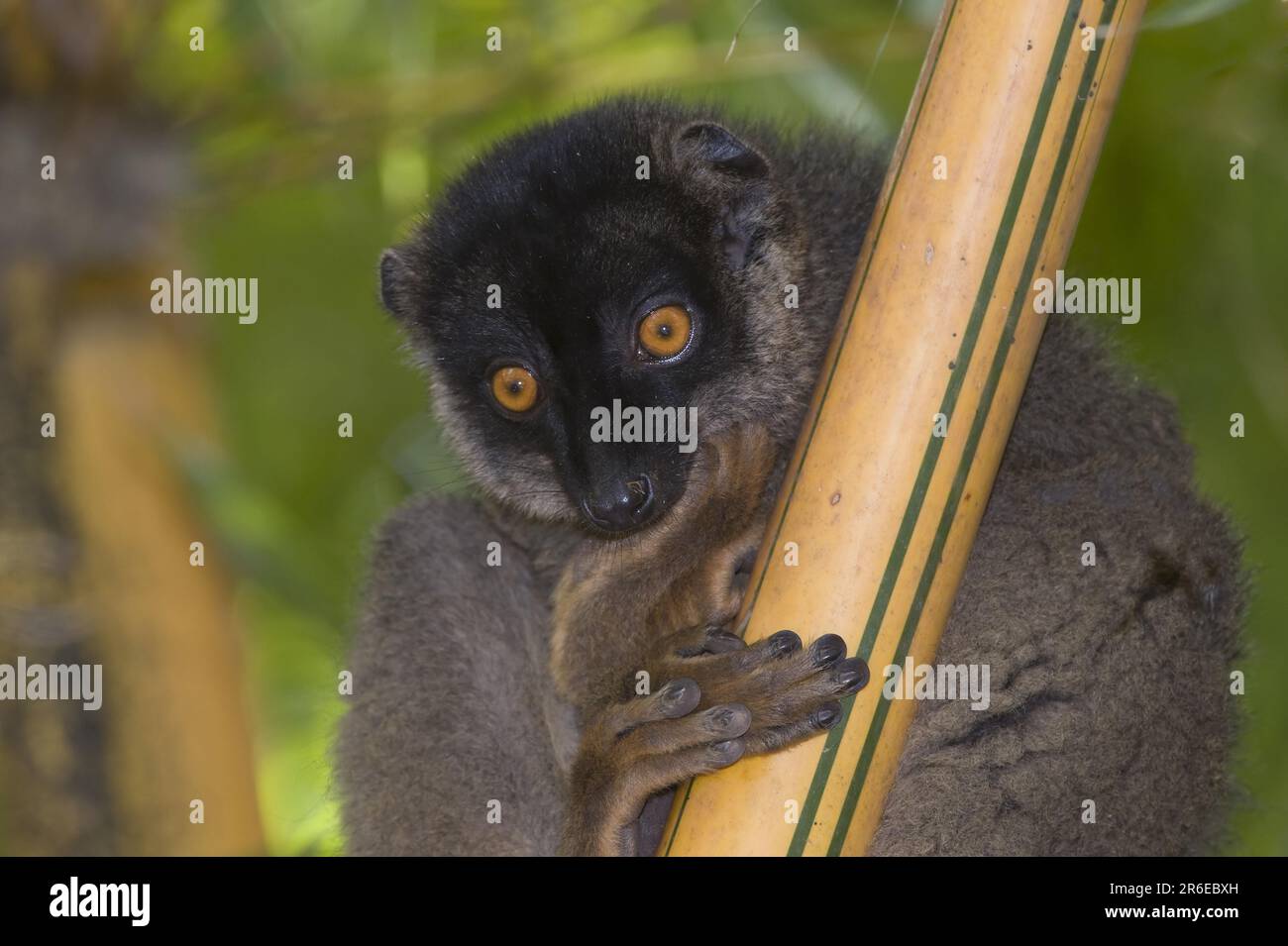 Collared brown lemur hi-res stock photography and images - Alamy