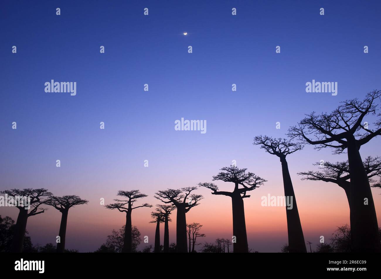 Baobab trees, Morondava, grandidier's baobab (Adansonia grandidieri ...