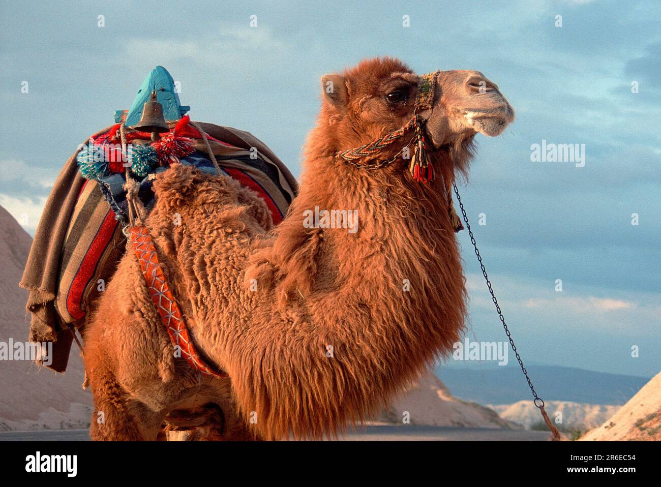 Two-humped Camel, Turkey, Bactrian (Camelus bactrianus) Camel Stock ...
