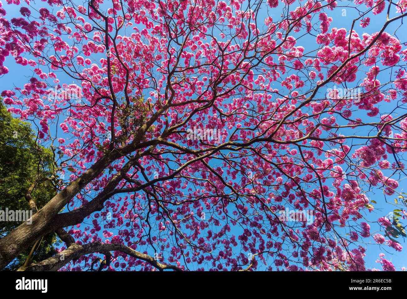 (Handroanthus heptaphyllus) Close up of beautiful Pink Trumpet Tree ...