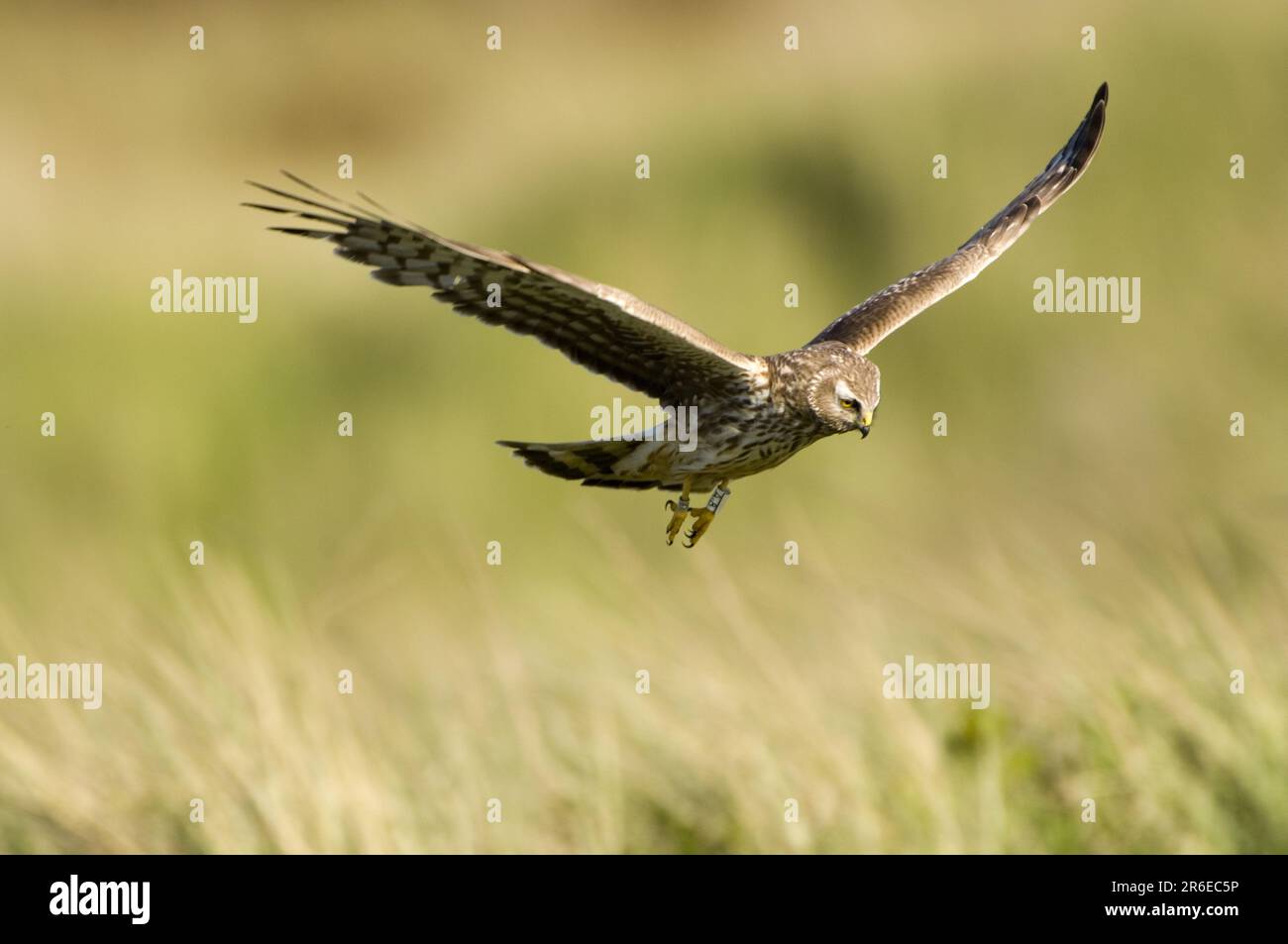 Female hen harrier in flight hi-res stock photography and images - Alamy
