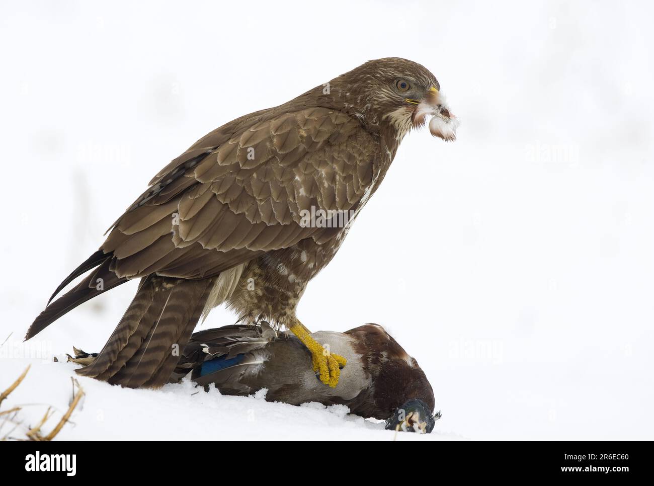 Plucking geese hi-res stock photography and images - Alamy