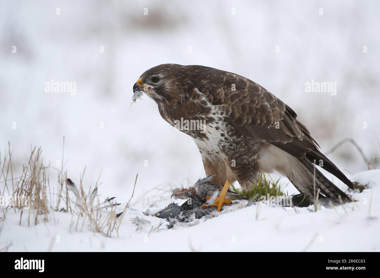 European Buzzard plucking prey (Buteo buteo Stock Photo - Alamy