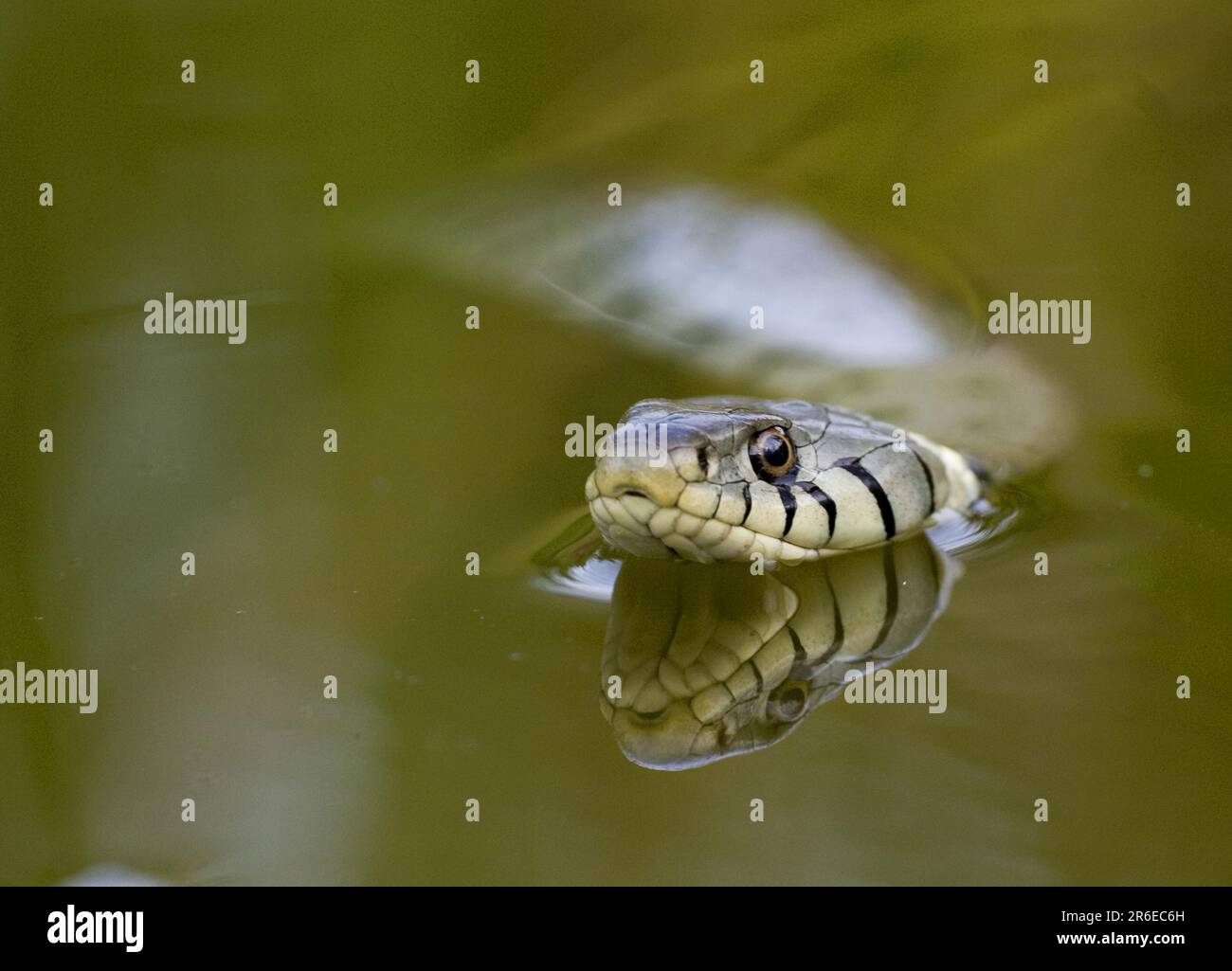 Grass Snake, Ringed Snake or Water Snake (Natrix natrix Stock Photo - Alamy