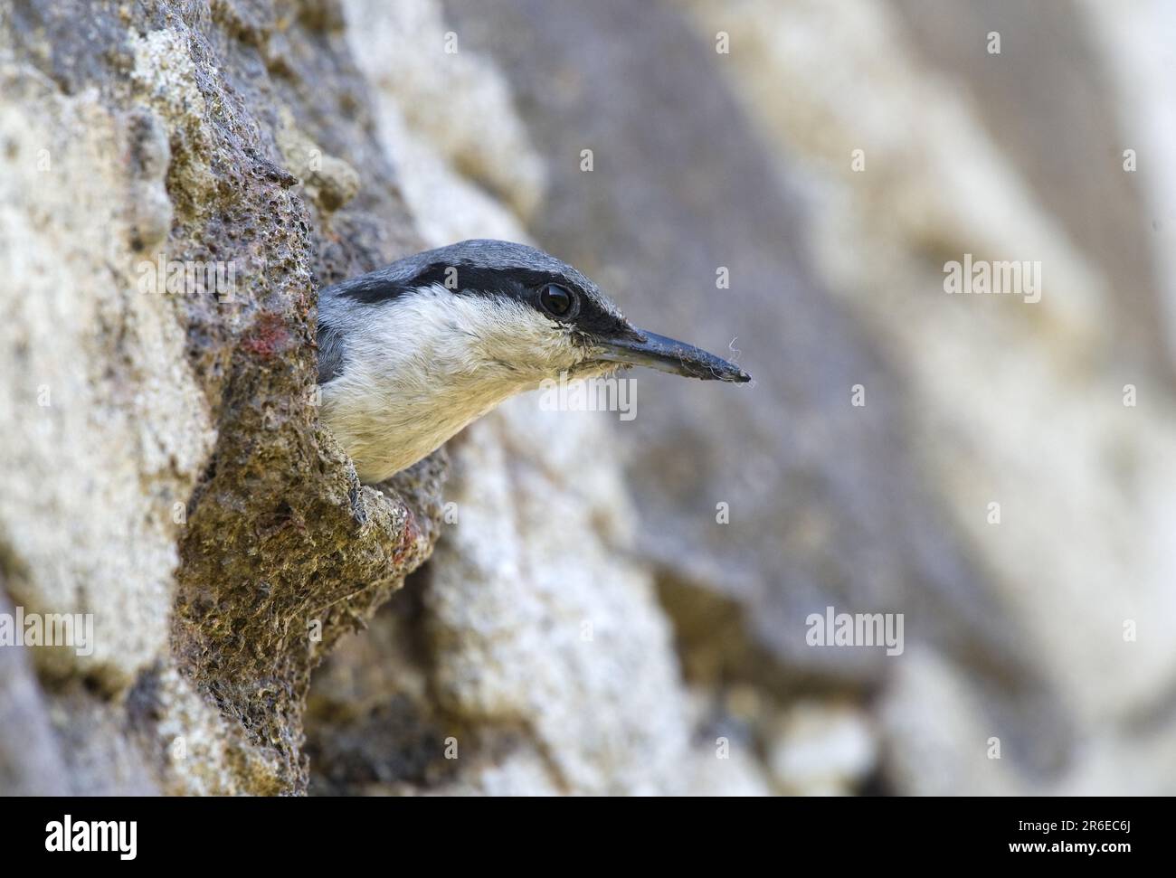 Western Rock Nuthatch (Sitta neumayer) looking out of nest hole, Greece ...