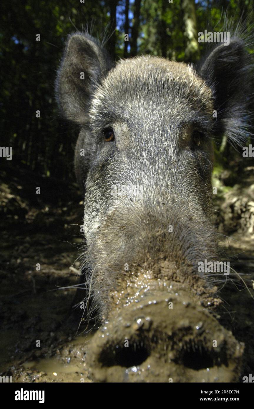 Wild Boar (Sus scrofa Stock Photo - Alamy