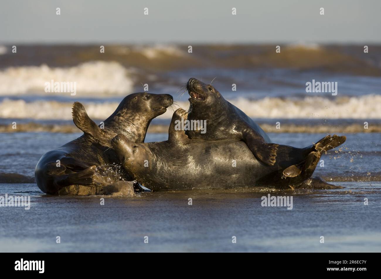 Several seals underwater hi-res stock photography and images - Alamy