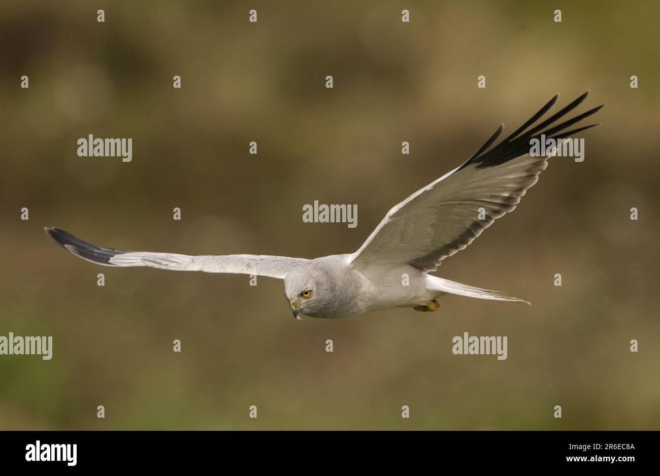 Hen Harrier (Circus cyaneus), male Stock Photo - Alamy