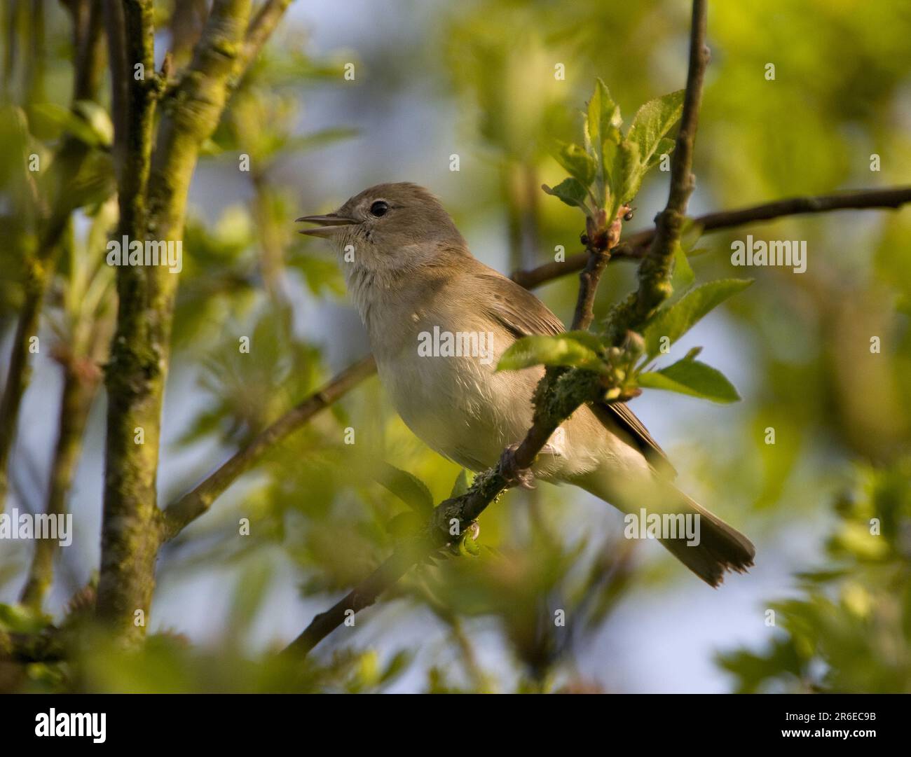 Garden Warbler (Sylvia borin Stock Photo - Alamy