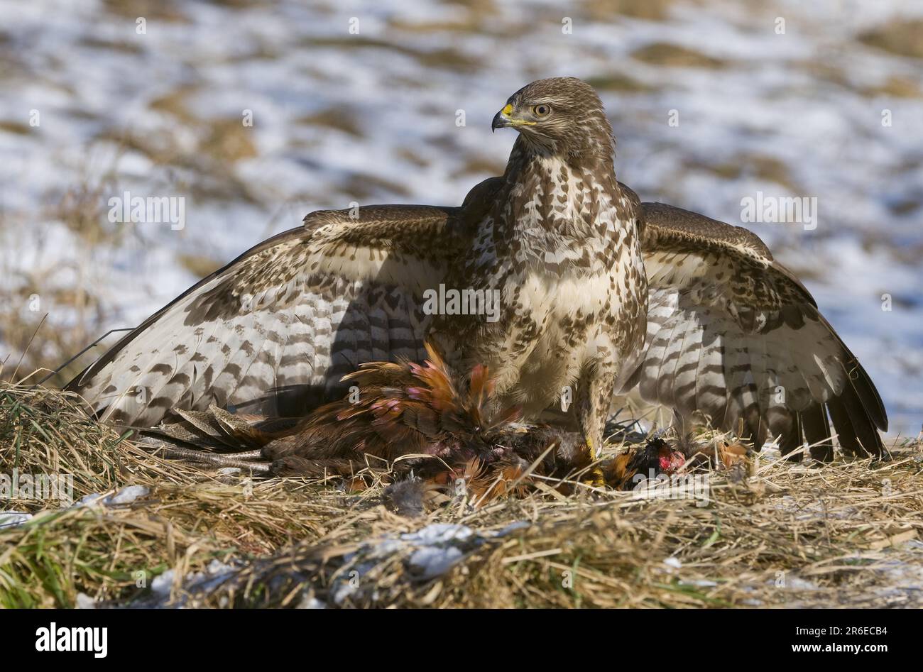 European Buzzard with Pheasant prey (Buteo buteo Stock Photo - Alamy