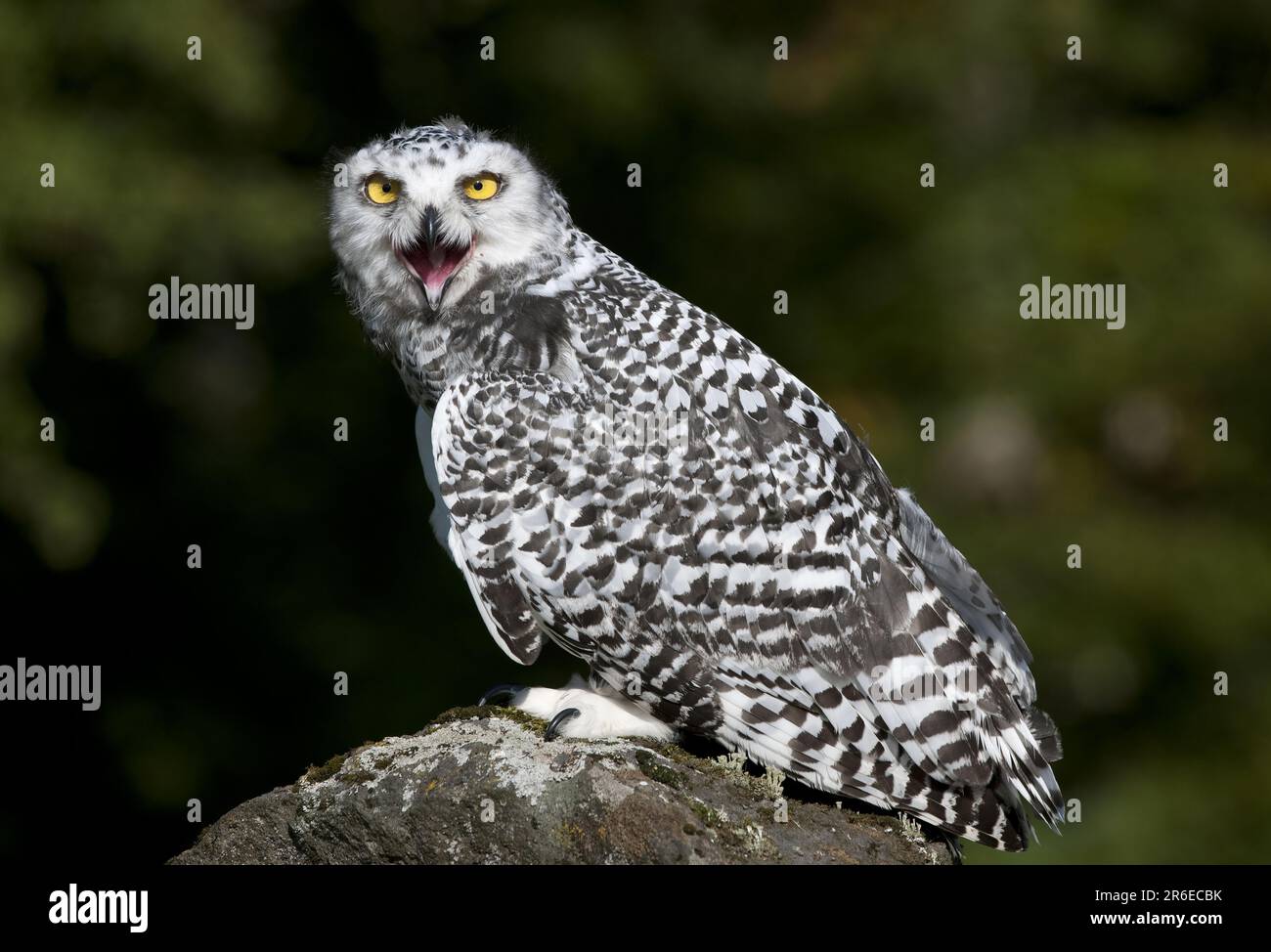 Side of owl face hi-res stock photography and images - Alamy