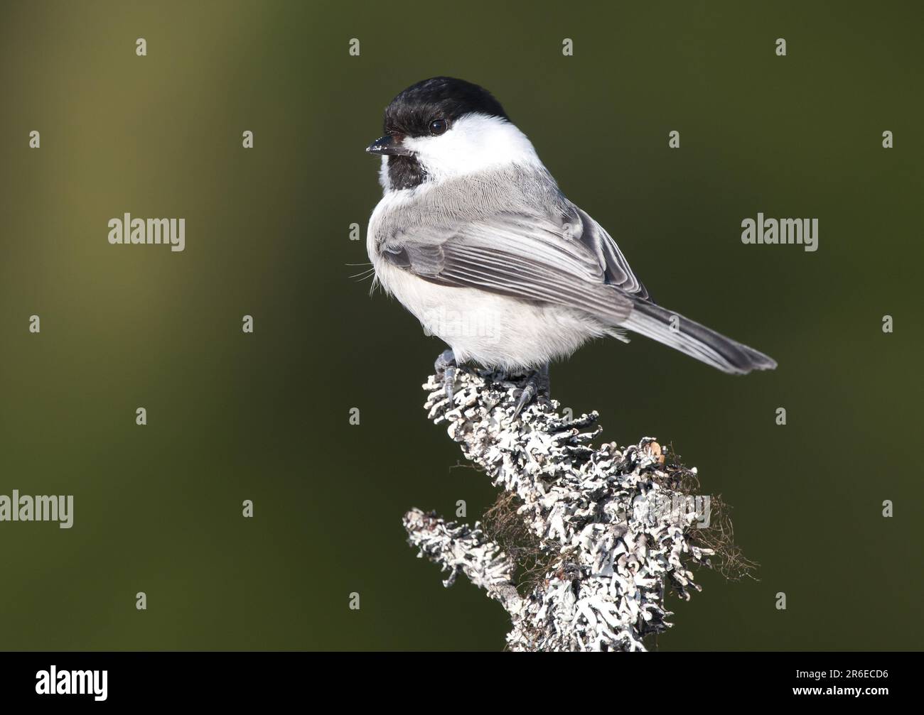 Willow Tit (Parus montanus), Germany Stock Photo - Alamy