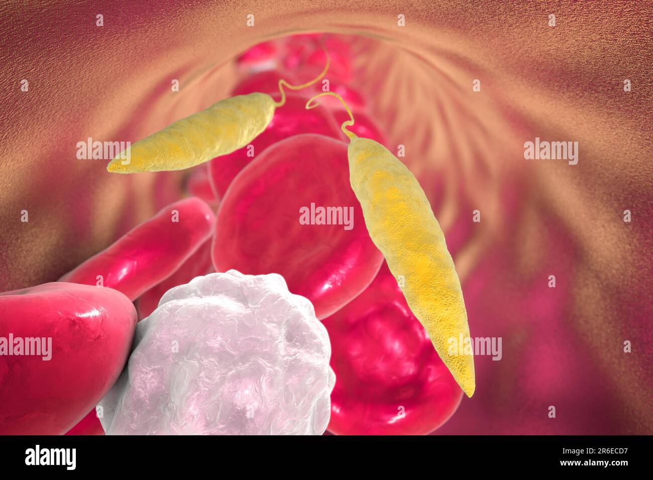 Leishmania sp. protozoa in blood, computer illustration. This parasite ...